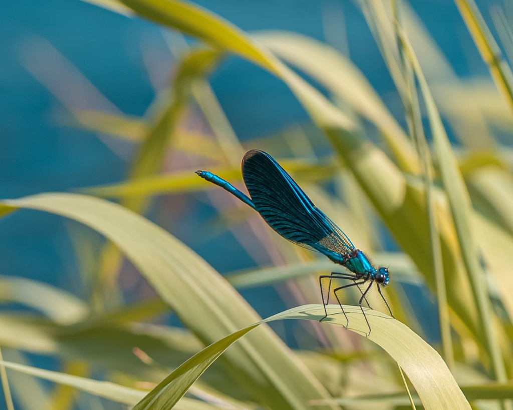 Faune et flore, biodiversité - Canal du Midi